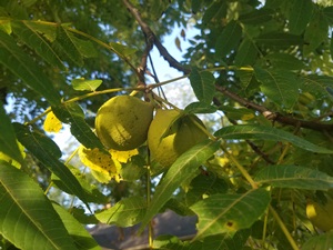 My Accidental Life As A Walnut Farmer | J. P.'s Blog